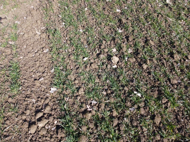 Field in Early Spring, Close-up of the Ground Stock Photo - Image of ...