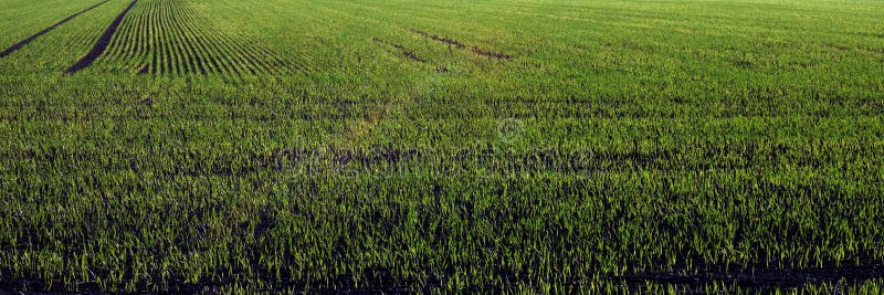 Field on early spring stock photo. Image of morning - 152422820