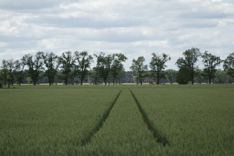 Field and Ears of Early Winter Triticale Wheat Stock Photo - Image of ...