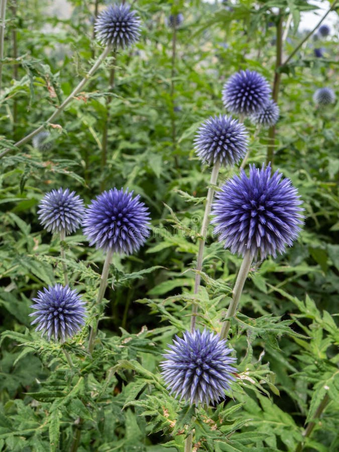 Field of Echinops Setifer Flowers with Green Grass in the Garden ...