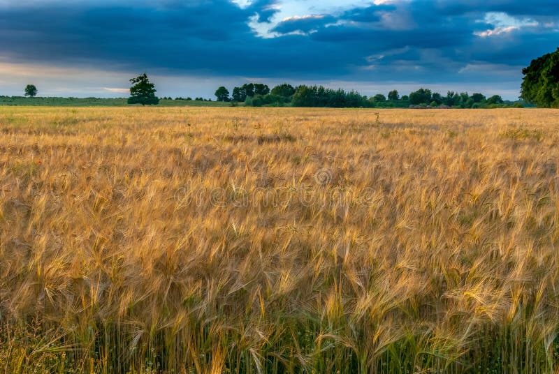 Crop, Field, Ecosystem, Grassland Picture. Image: 107375031