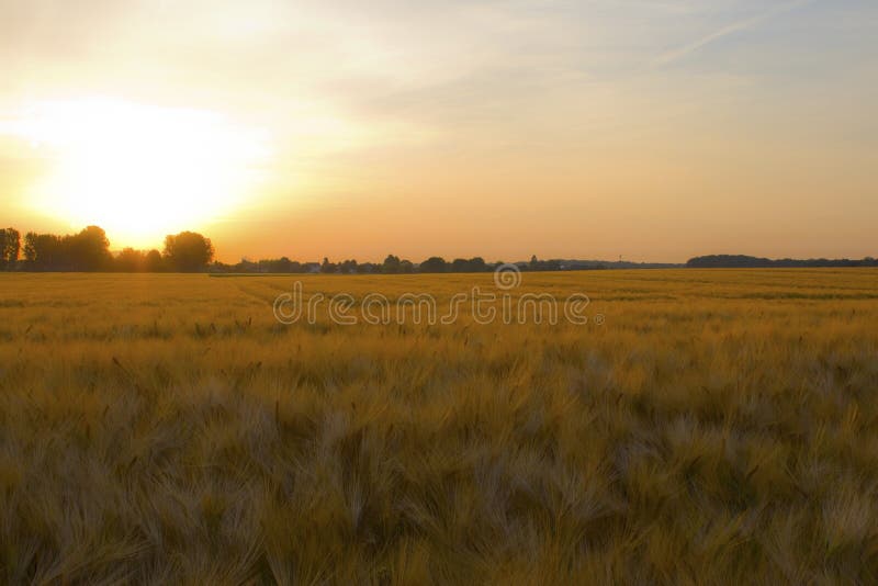 Field, Ecosystem, Grassland, Plain Stock Photo - Image of meadow, crop ...