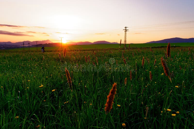 Field, Ecosystem, Grassland, Prairie Picture. Image: 118242892
