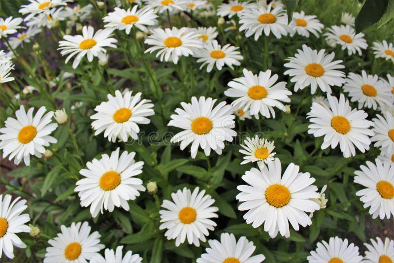 Full Bloom Shasta Daisies in Mid Summer. Stock Image - Image of edged ...