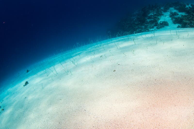 Field of eels stock photo. Image of ocean, nature, saltwater - 55433520