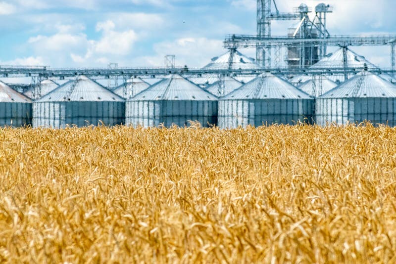 Field and elevator stock photo. Image of agricultural - 154389238