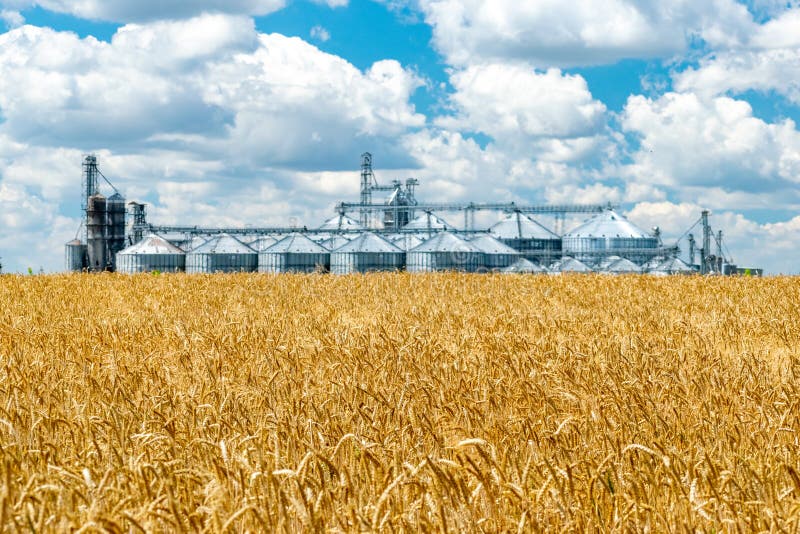 Field and Elevator Panorama Stock Photo - Image of building, granary ...