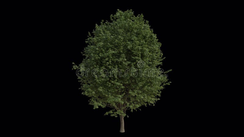 Field Elm Tree Blowing in the Wind. Wind Blows the Tree. Alpha Channel ...