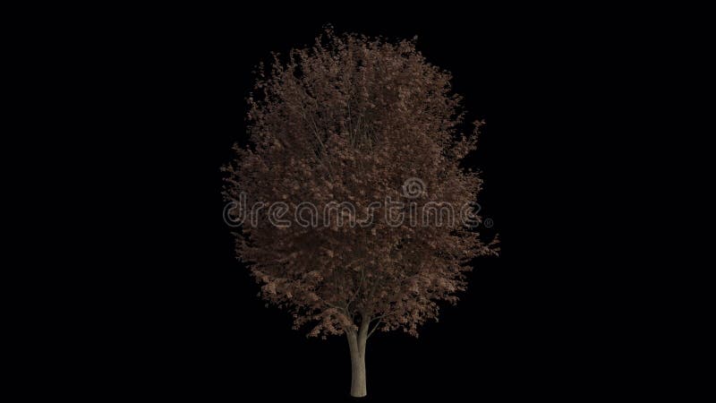 Field Elm Tree Blowing in the Wind. Wind Blows the Tree. Alpha Channel ...