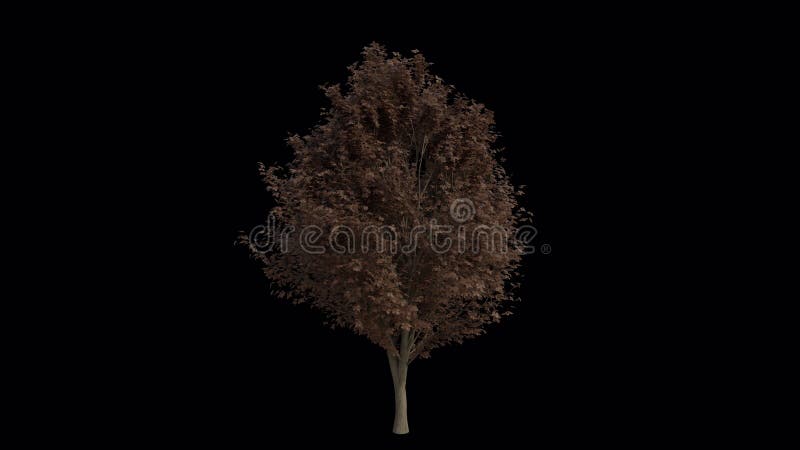 Field Elm Tree Blowing in the Wind. Wind Blows the Tree. Alpha Channel ...