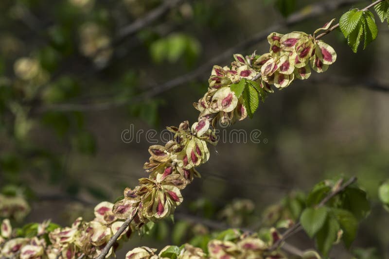 Red elm tree Ulmus rubra stock image. Image of tree, foliage - 90910671