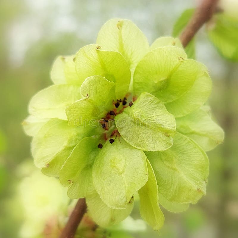 Field elm (Ulmus minor) stock photo. Image of samaras - 276583920
