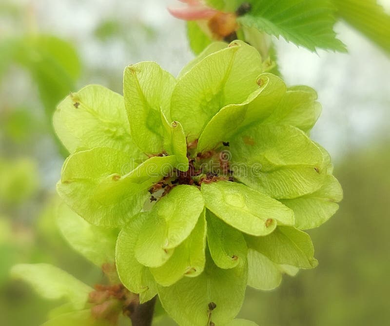 Field elm (Ulmus minor) stock photo. Image of nature - 276583926