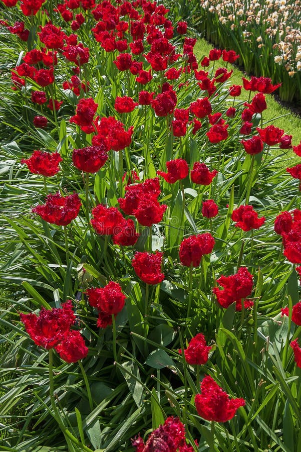 Field of Exotic Bright Red Blooming Tulips. Spring Landscape Stock ...