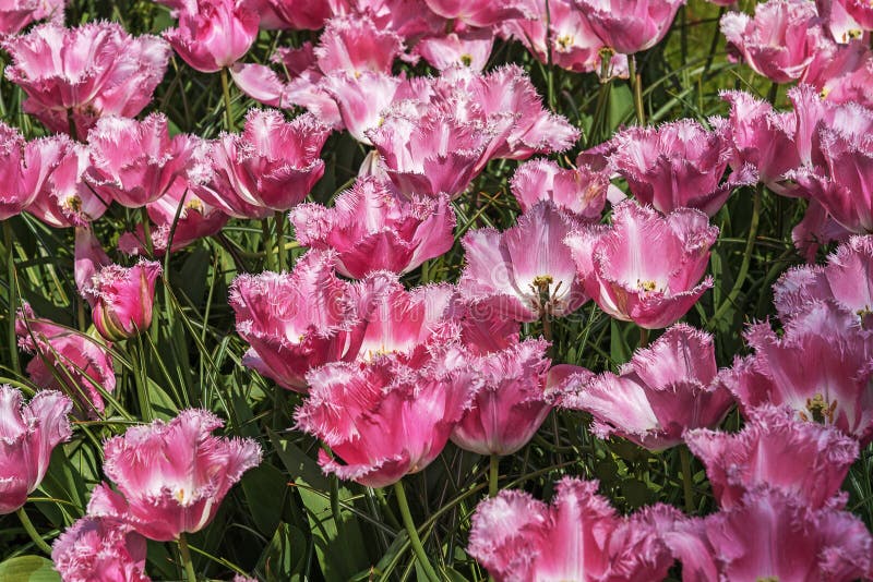 Field of Exotic Pink Blooming Tulips in a Park Stock Photo - Image of ...