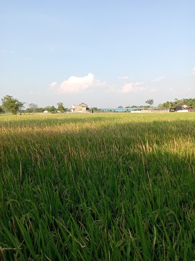 Field ExpanseNature Natural Paddy Fields Farm in Countryside Stock ...
