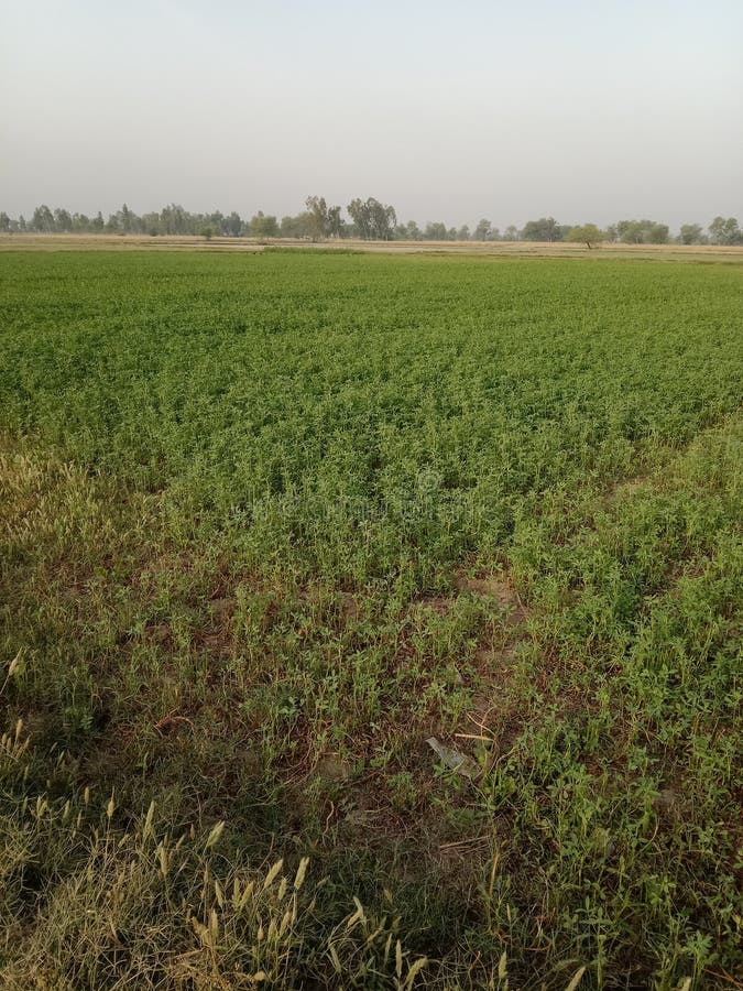 Field farm lawn stock image. Image of produce, lawn - 220115407