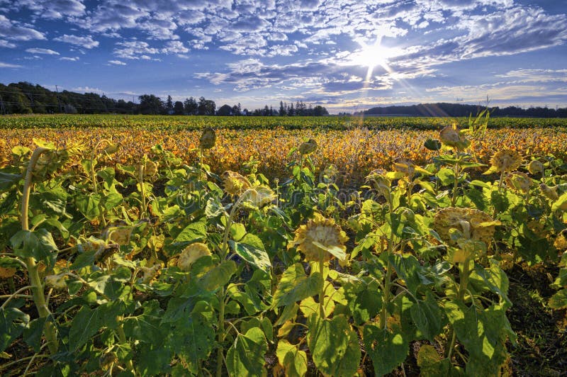 Field in the farm stock image. Image of agricultural - 183556741