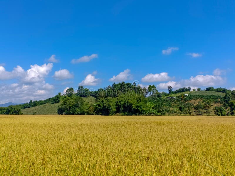 Field farm rice stock photo. Image of rice, mounting - 135282806