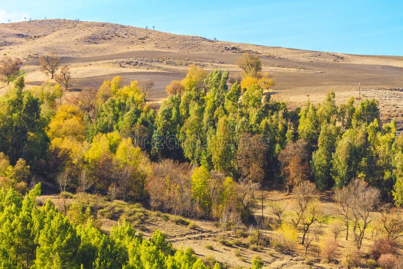 Farm stock photo. Image of field, algeria, cereal, arab - 75665448