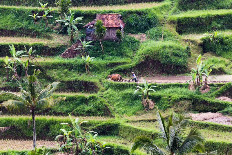 Field and farmer in Bali stock image. Image of nature - 48239529