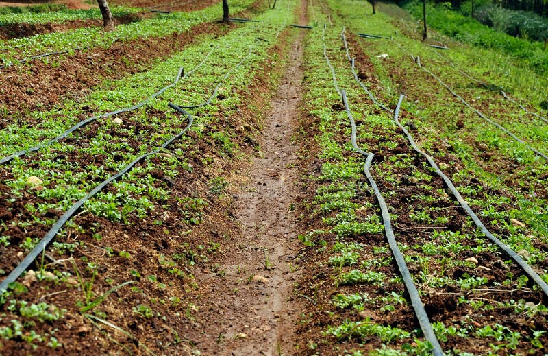 Field of the Farmland for Grow Vegetable Stock Photo - Image of green ...