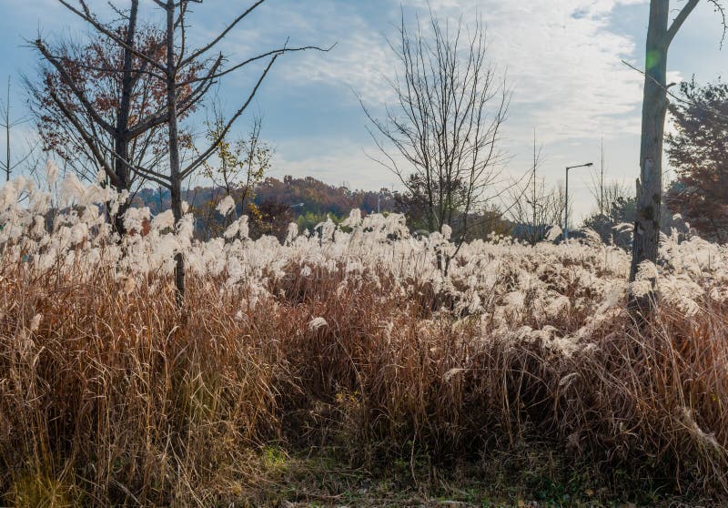 Field with feather grass stock photo. Image of white - 113278206