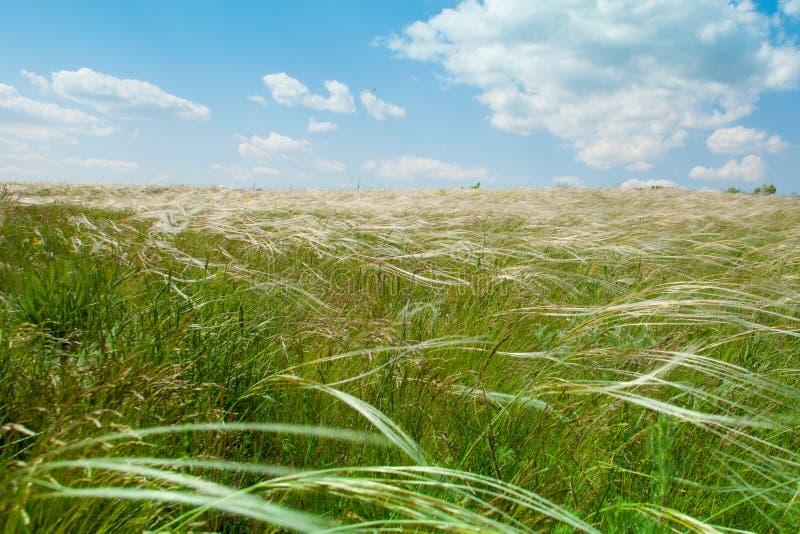 Field with Feather Grass Sky and Clouds Stock Photo - Image of nature ...