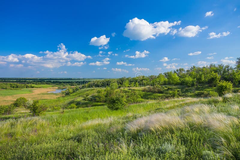 Field of Feather Grass Under the Blue Sky Stock Photo - Image of light ...