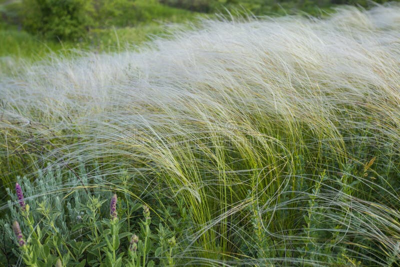 Field with feather grass stock photo. Image of white - 113278206