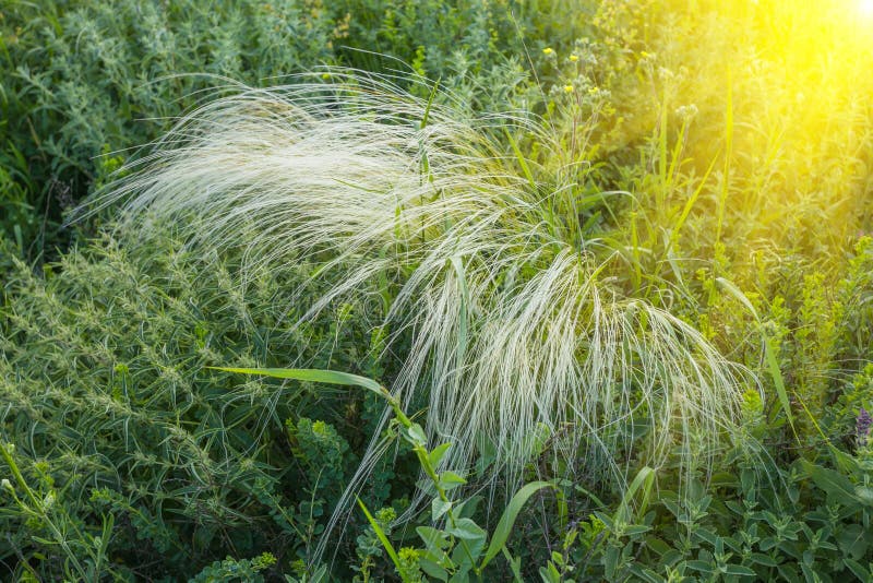 Field of Feather Grass Under the Blue Sky Stock Image - Image of ...