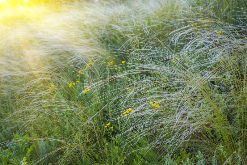 Field of Feather Grass Under the Blue Sky Stock Photo - Image of growth ...