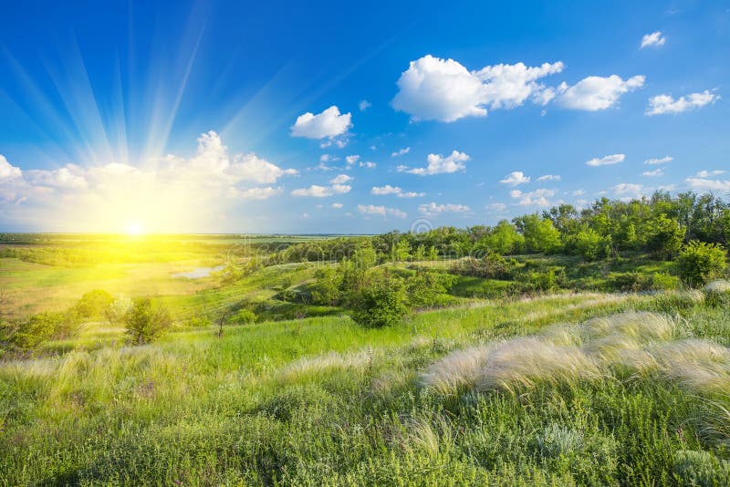 Field of Feather Grass Under the Blue Sky Stock Image - Image of clouds ...