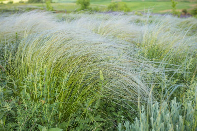 Field of Feather Grass Under the Blue Sky Stock Photo - Image of ...