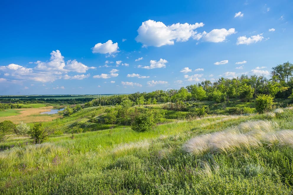 Field of Feather Grass Under the Blue Sky Stock Photo - Image of ...