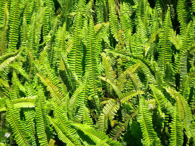 Field of Ferns stock photo. Image of leaves, lush, texture - 3410886