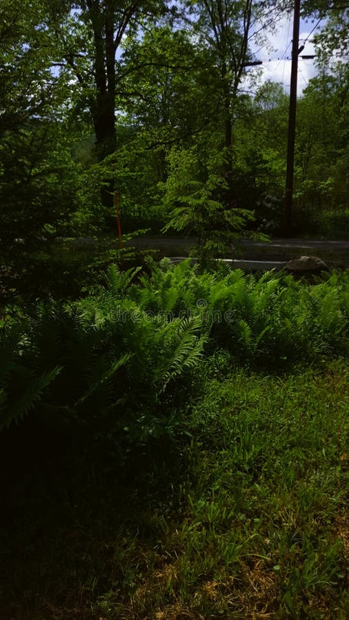 Field of ferns stock photo. Image of pennsylvania, field - 83005056
