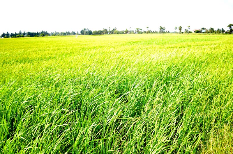 Field stock photo. Image of evolution, variety, varieties - 126673326