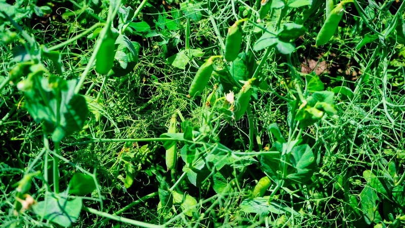 Field and Field Plants in the Middle of Summer Stock Photo - Image of ...
