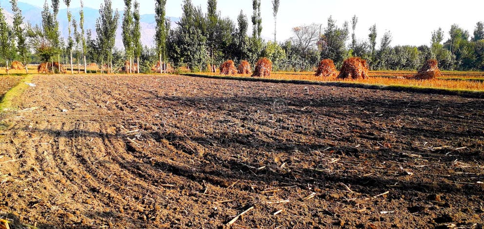 Field fields stock photo. Image of field, fields, corn - 162390562