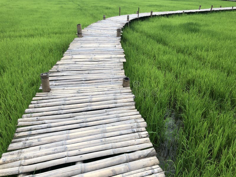 Field Filled with Green Rice and There is a Long Bridge. Stock Image ...