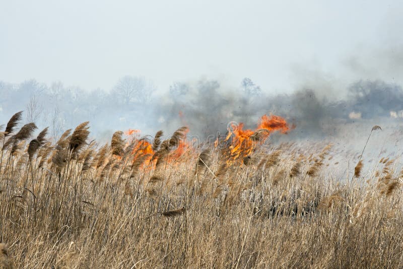 Field on fire stock image. Image of cane, yellow, nature - 25017243