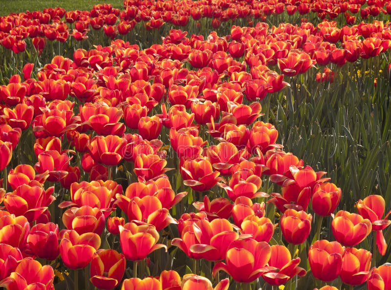 Field of Fire stock photo. Image of tulip, blossom, textures - 25280920