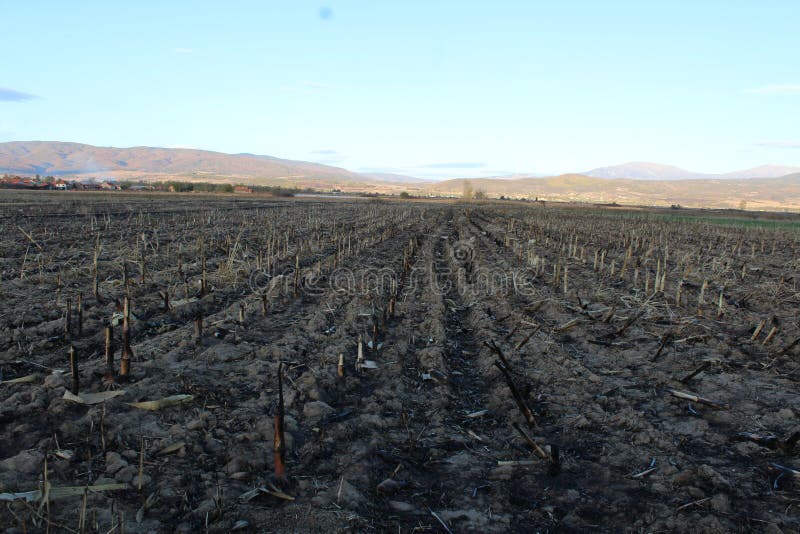 The Field Fire Affected the Corn Stock Image - Image of corn, fire ...