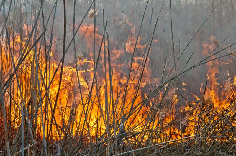 Field fire stock image. Image of damaged, burnt, demolished - 39444951