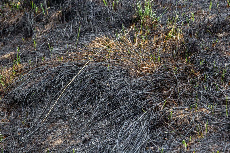 Field after Fire - Scorched Grass and Trees Stock Image - Image of ...