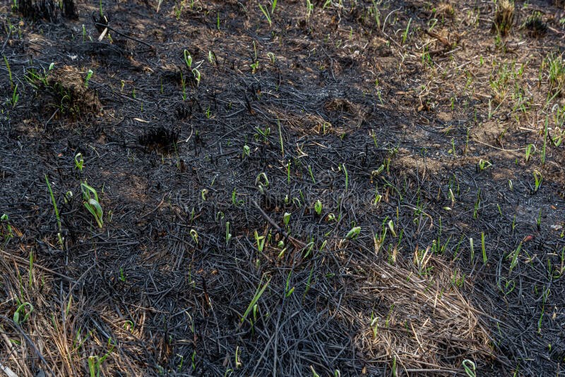 Field after Fire - Scorched Grass and Trees Stock Image - Image of ...