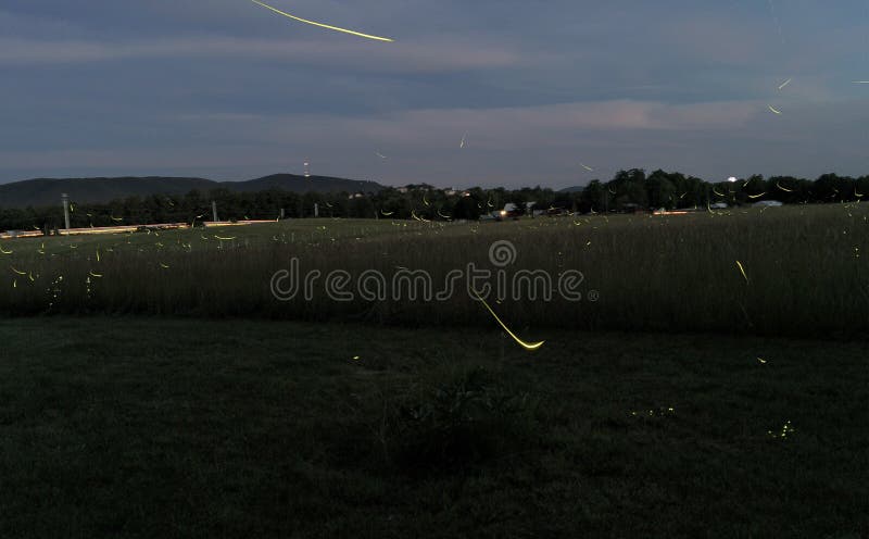 Field of Fireflies stock photo. Image of night, beauty - 74138842