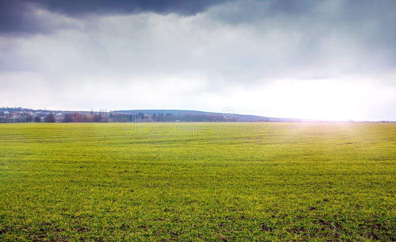 Field with the First Spring Greenery in the Rays of the Evening Sun ...