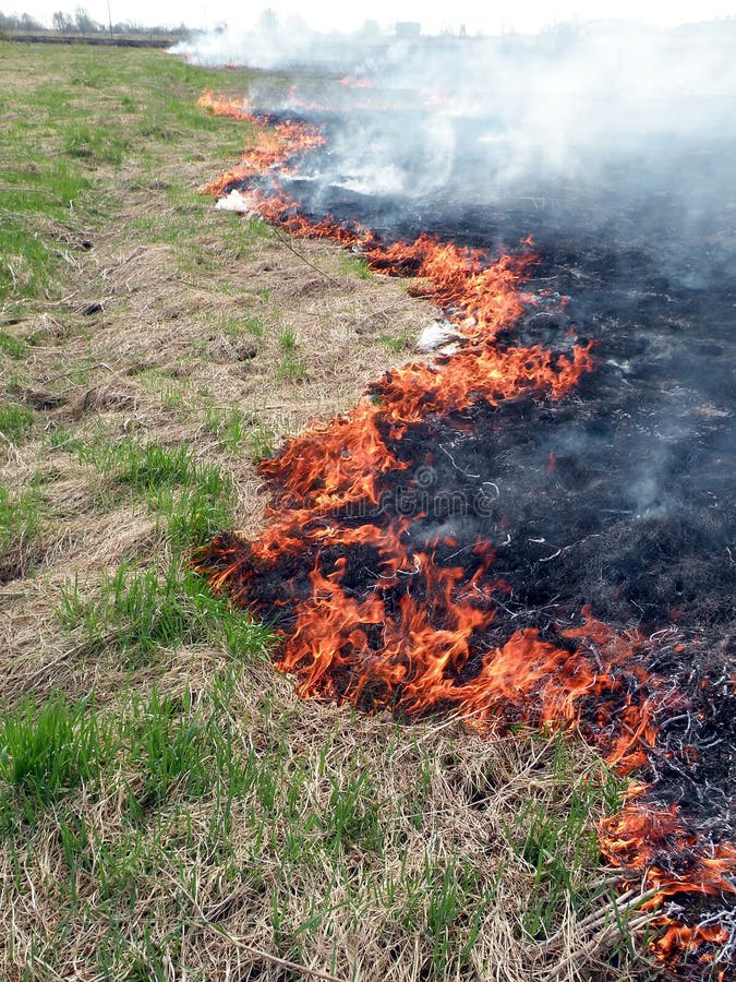 Field flame stock photo. Image of fire, branch, green - 19288946